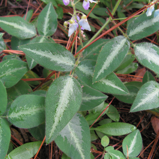 Silverleaf Desmodium (Desmodium Uncinatum) Plant Care & How to Grow, Water