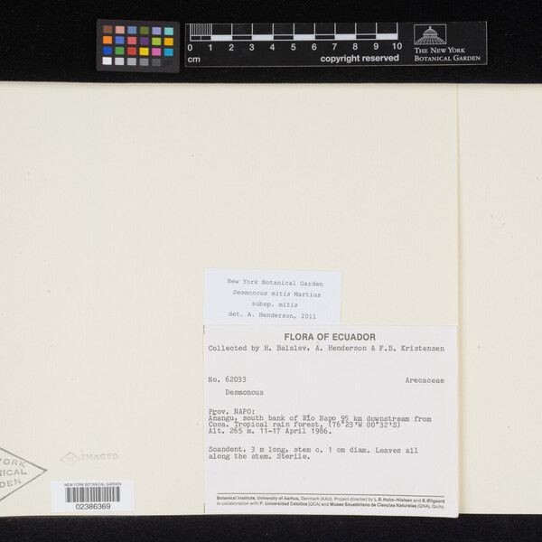 Desmoncus Mitis Plant Care & How to Grow, Water