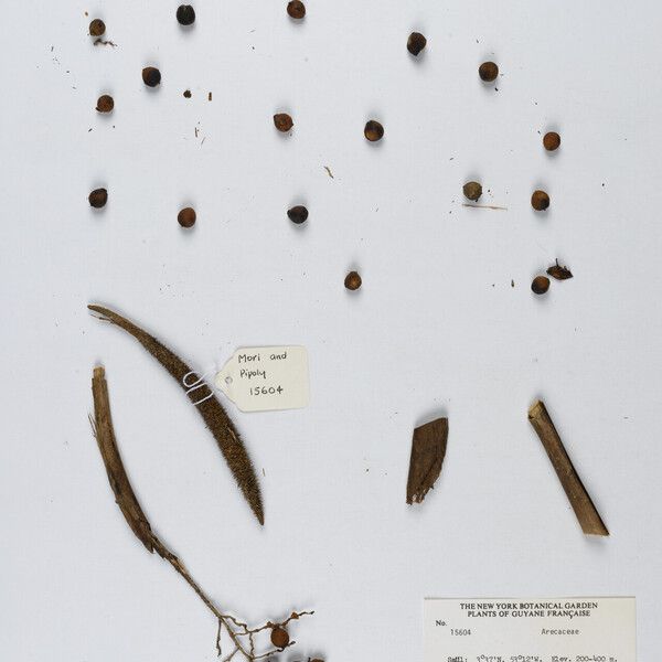 Desmoncus Parvulus Plant Care & How to Grow, Water