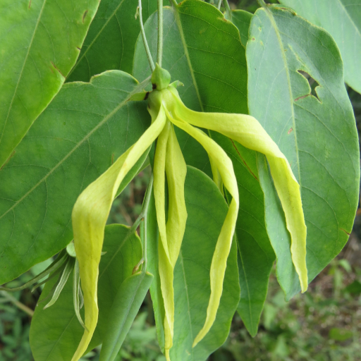 Dwarf Ylang-Ylang (Desmos Chinensis) Plant Care & How to Grow, Water