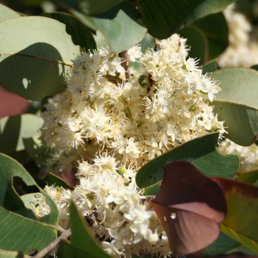 Detarium Macrocarpum Care Guide: Water, Soil & Propagation - Plantiary
