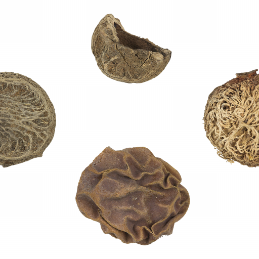 Dattocktree (Detarium Senegalense) Plant Care & How to Grow, Water