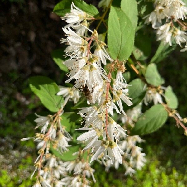 Deutzia Corymbosa Plant Care & How to Grow, Water