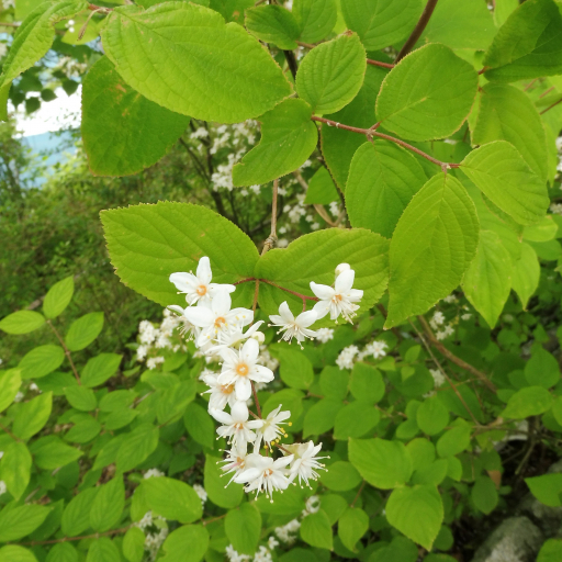 Deutzia (Deutzia Scabra) Plant Care & How to Grow, Water