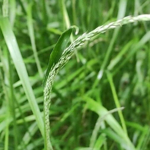 Deyeuxia Angustifolia Care Guide: Water, Soil & Propagation - Plantiary
