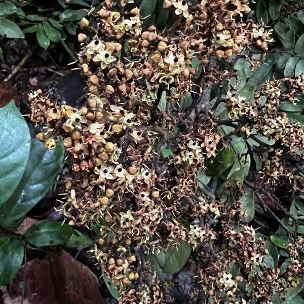 Dialium Dinklagei Plant Care & How to Grow, Water