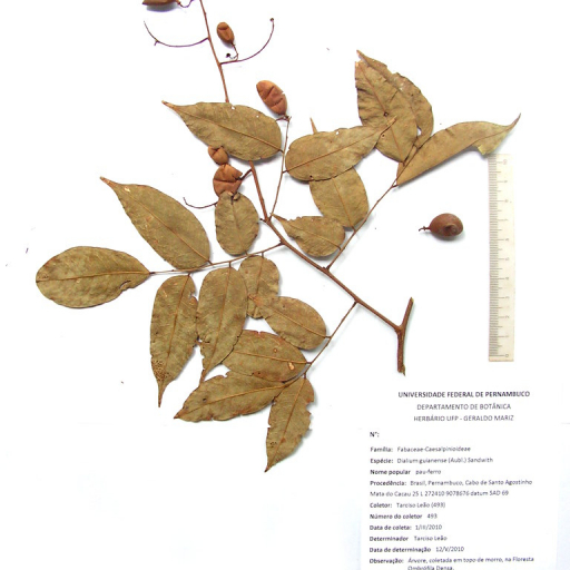 Sandwith (Dialium Guianense) Plant Care & How to Grow, Water