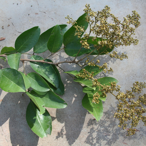 Sierra Leone-Tamarind (Dialium Guineense) Plant Care & How to Grow, Water