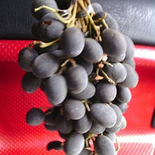 Tamarind-Plum (Dialium Indum) Plant Care & How to Grow, Water