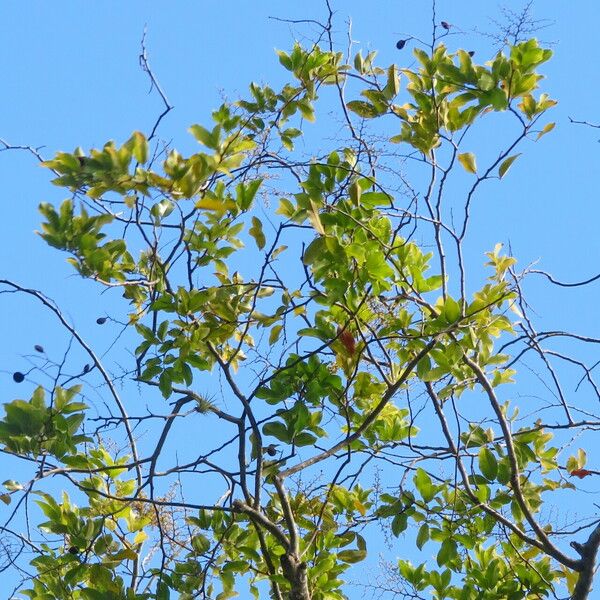 Dialium Ovoideum Plant Care & How to Grow, Water