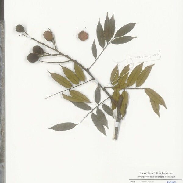 Dialium Platysepalum Plant Care & How to Grow, Water