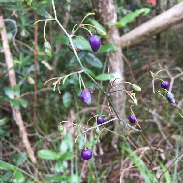Dianella Adenanthera Plant Care & How to Grow, Water