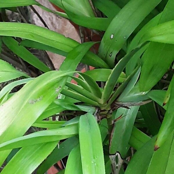Dianella Bambusifolia Care Guide: Water, Soil & Propagation - Plantiary