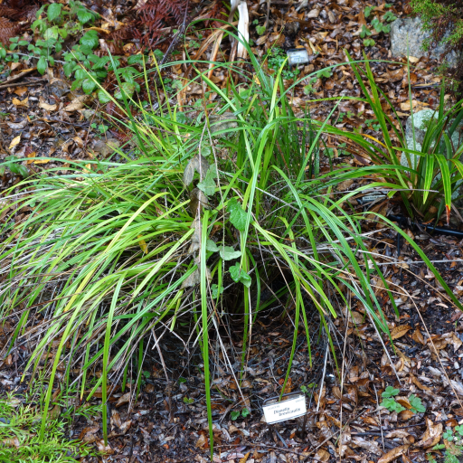 Dianella Brevicaulis Plant Care & How to Grow, Water