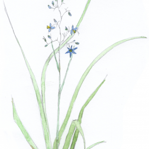 Cerulean Flaxlily (Dianella Ensifolia) Plant Care & How to Grow, Water