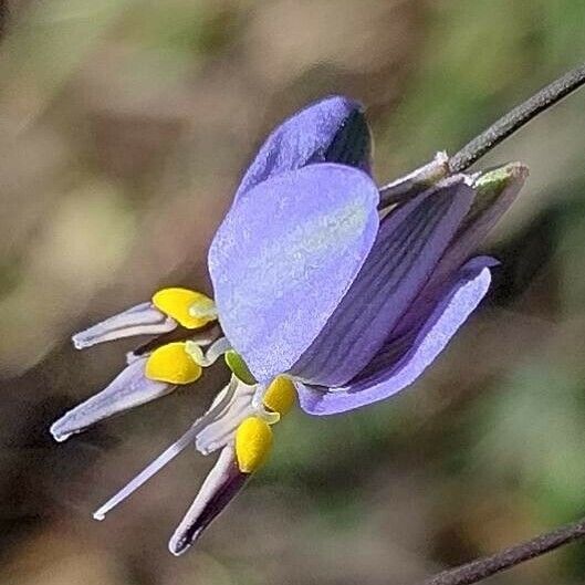 Dianella Prunina Plant Care & How to Grow, Water