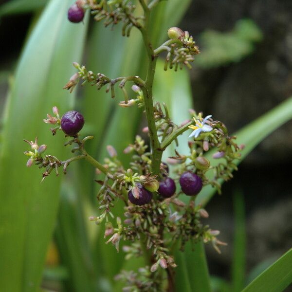 Senna Plant Care & How to Grow, Water