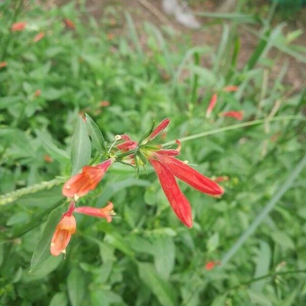 Insulina (Dianthera Secunda) Plant Care & How to Grow, Water