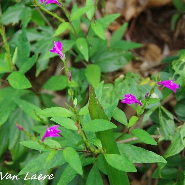 Dianthera Sessilis Care Guide: Water, Soil & Propagation - Plantiary