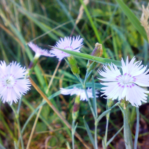 Sand Pink (Dianthus Arenarius) Plant Care & How to Grow, Water