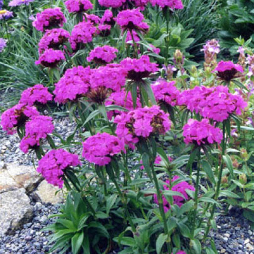 Sweet William (Dianthus Barbatus) Plant Care & How to Grow, Water