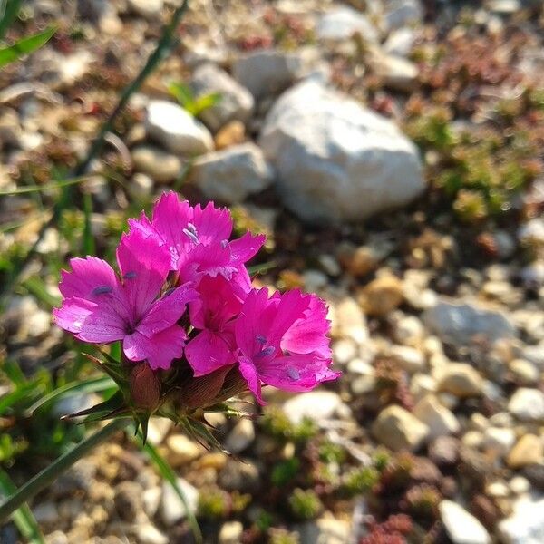 Dianthus Capitatus Plant Care & How to Grow, Water
