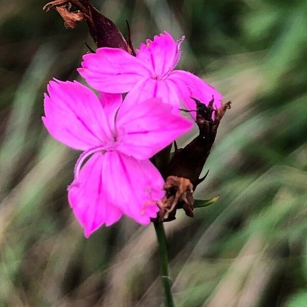Tall Pink (Dianthus Giganteiformis) Plant Care & How to Grow, Water