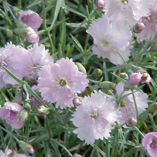 Cheddar Pink (Dianthus Gratianopolitanus) Plant Care & How to Grow, Water