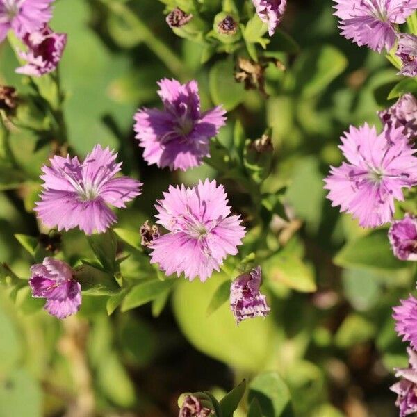 Seashore Pink (Dianthus Japonicus) Plant Care & How to Grow, Water