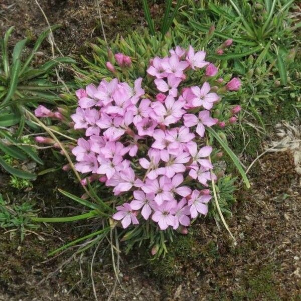 Dianthus Microlepis Plant Care & How to Grow, Water