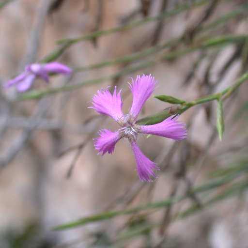 Dianthus Pendulus Plant Care & How to Grow, Water