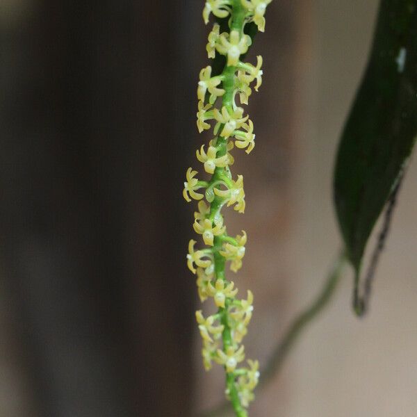 Diaphananthe Thomensis Plant Care & How to Grow, Water