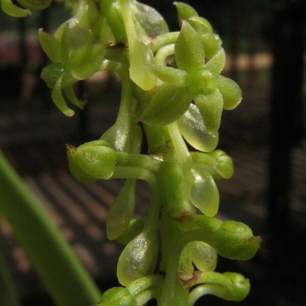 Diaphananthe Vesicata Plant Care & How to Grow, Water