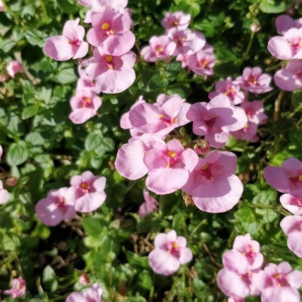 Twinspur (Diascia Integerrima) Care Guide: Water, Soil & Propagation ...