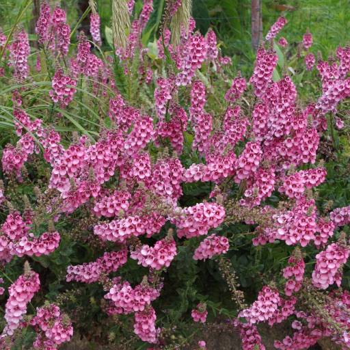 Bride's Saddle (Diascia Rigescens) Plant Care & How to Grow, Water
