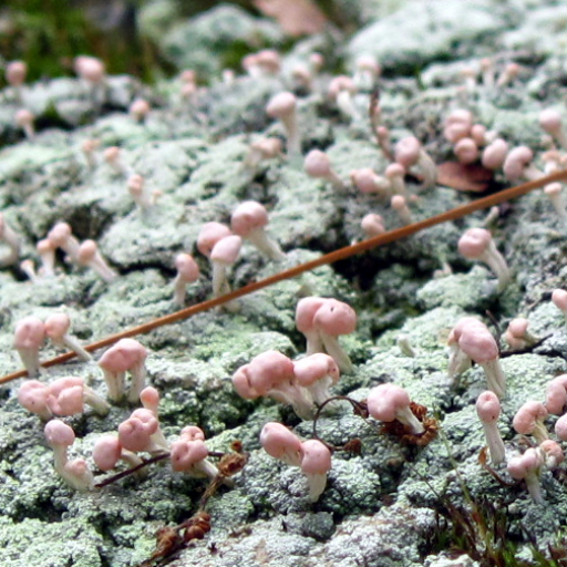 Pink Earth Lichen (Dibaeis Baeomyces) Care Guide: Water, Soil ...
