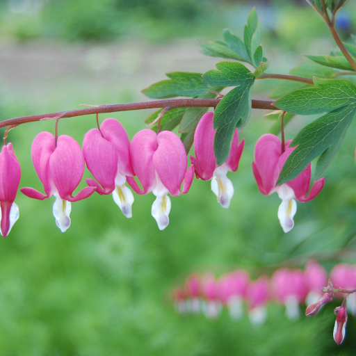 Dicentra Spectabilis Plant Care & How to Grow, Water