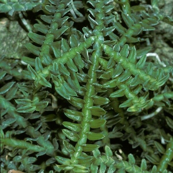 Dichaea Neglecta Plant Care & How to Grow, Water