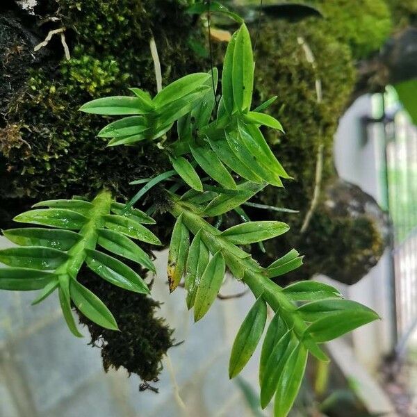 Centipede (Dichaea Panamensis) Plant Care & How to Grow, Water