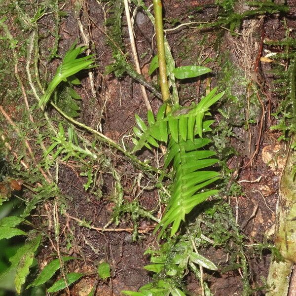 Swartz's Leafystem Orchid (Dichaea Pendula) Plant Care & How to Grow, Water