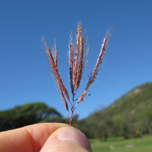 Kleberg Bluestem (Dichanthium Annulatum) Plant Care & How to Grow, Water