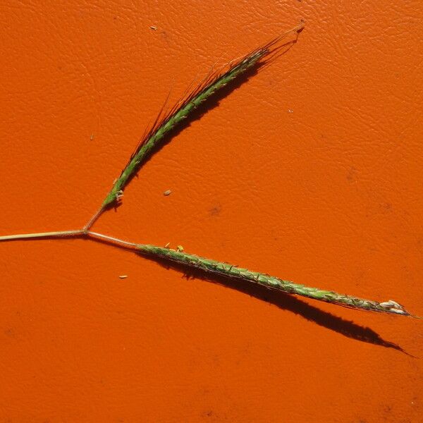 Angleton Bluestem (Dichanthium Aristatum) Plant Care & How to Grow, Water