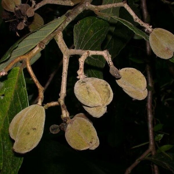 Dichapetalum Rugosum Plant Care & How to Grow, Water