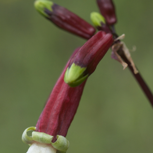 Firecracker Flower (Dichelostemma Ida-maia) Plant Care & How to Grow, Water