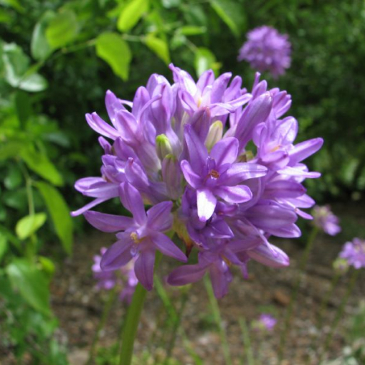 Roundtooth Snakelily (Dichelostemma Multiflorum) Plant Care & How to ...