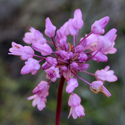 Snake-Lily (Dichelostemma Volubile) Care Guide: Water, Soil ...