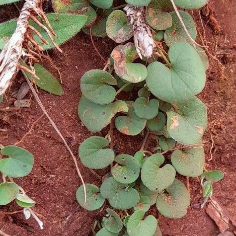 Kidneyweed (Dichondra Macrocalyx) Plant Care & How to Grow, Water
