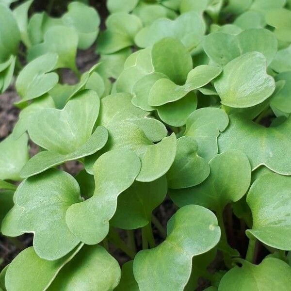 Western Ponysfoot (Dichondra Occidentalis) Care Guide: Water, Soil ...