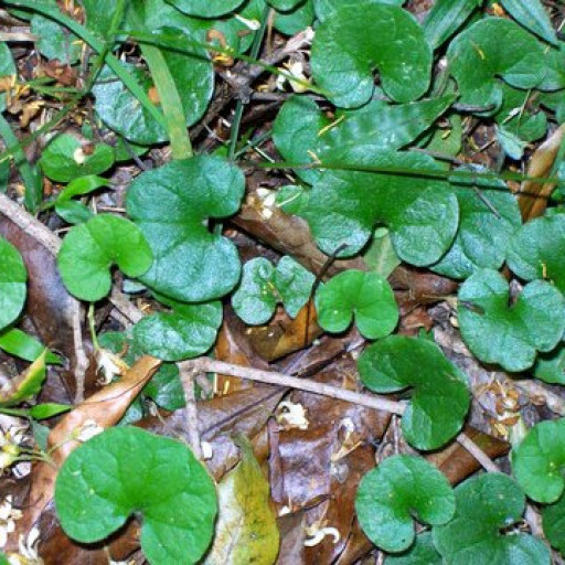 Mercury Bay-Weed (Dichondra Repens) Plant Care & How to Grow, Water