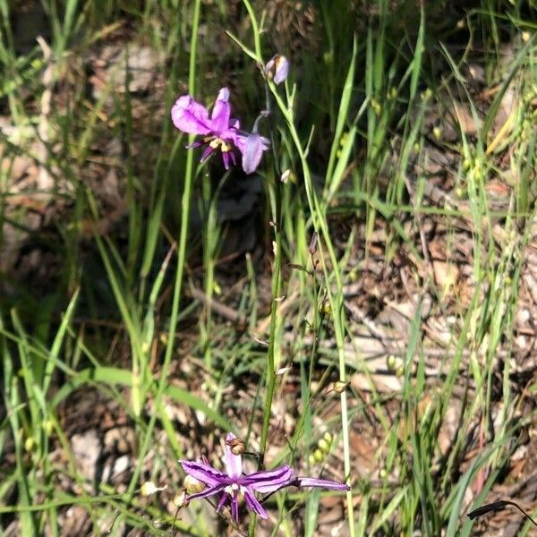 Nodding Chocolate Lily (Dichopogon Fimbriatus) Care Guide: Water, Soil ...